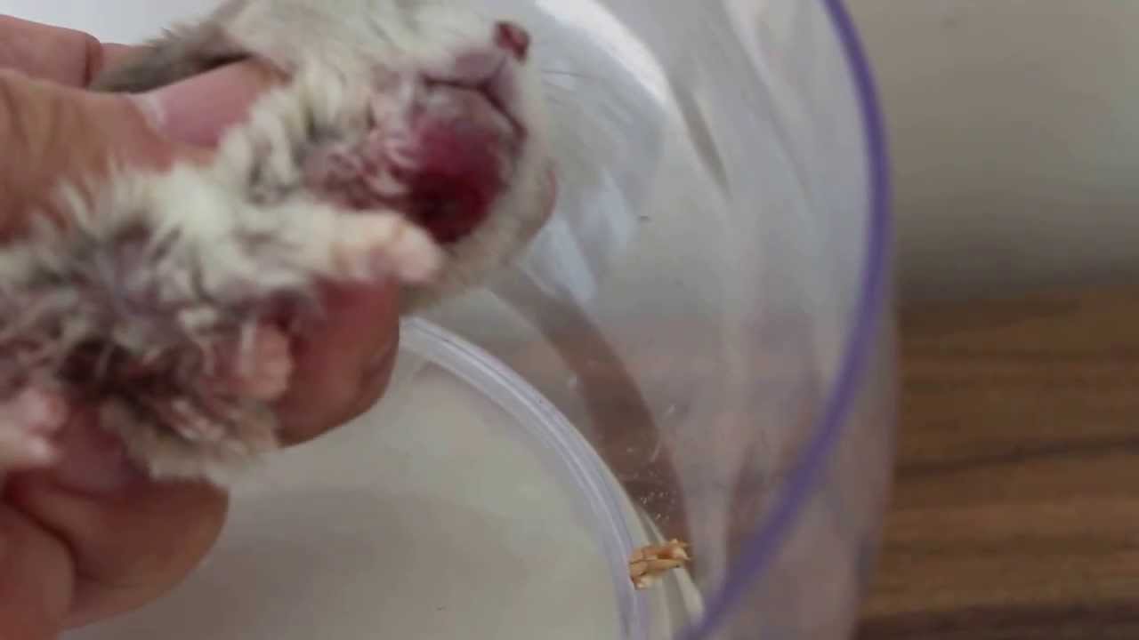 The hamster has a chin abscess - 3/4 - YouTube