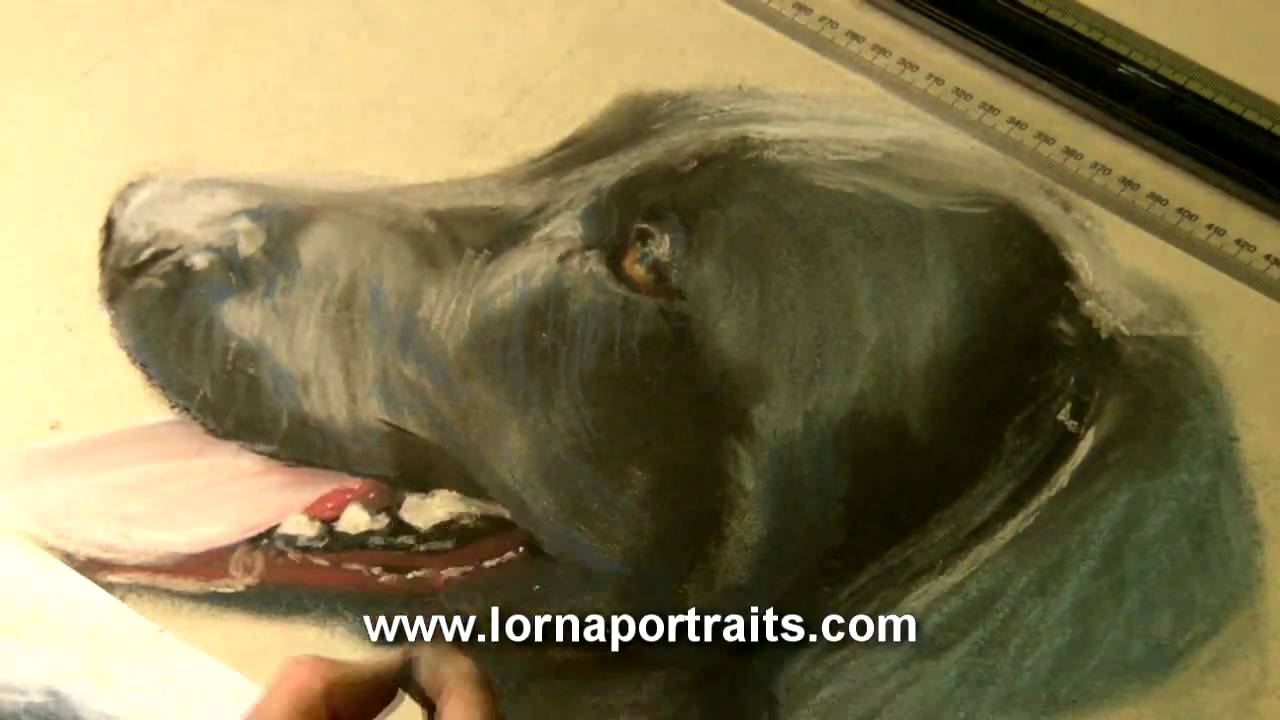 Pet Pastel Portrait - Black Labrador - YouTube