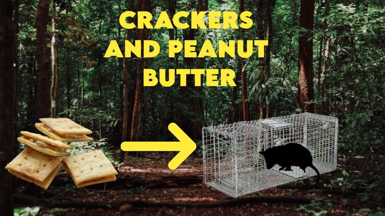 I Set A Live Cage Trap With Crackers And Peanut Butter - YouTube