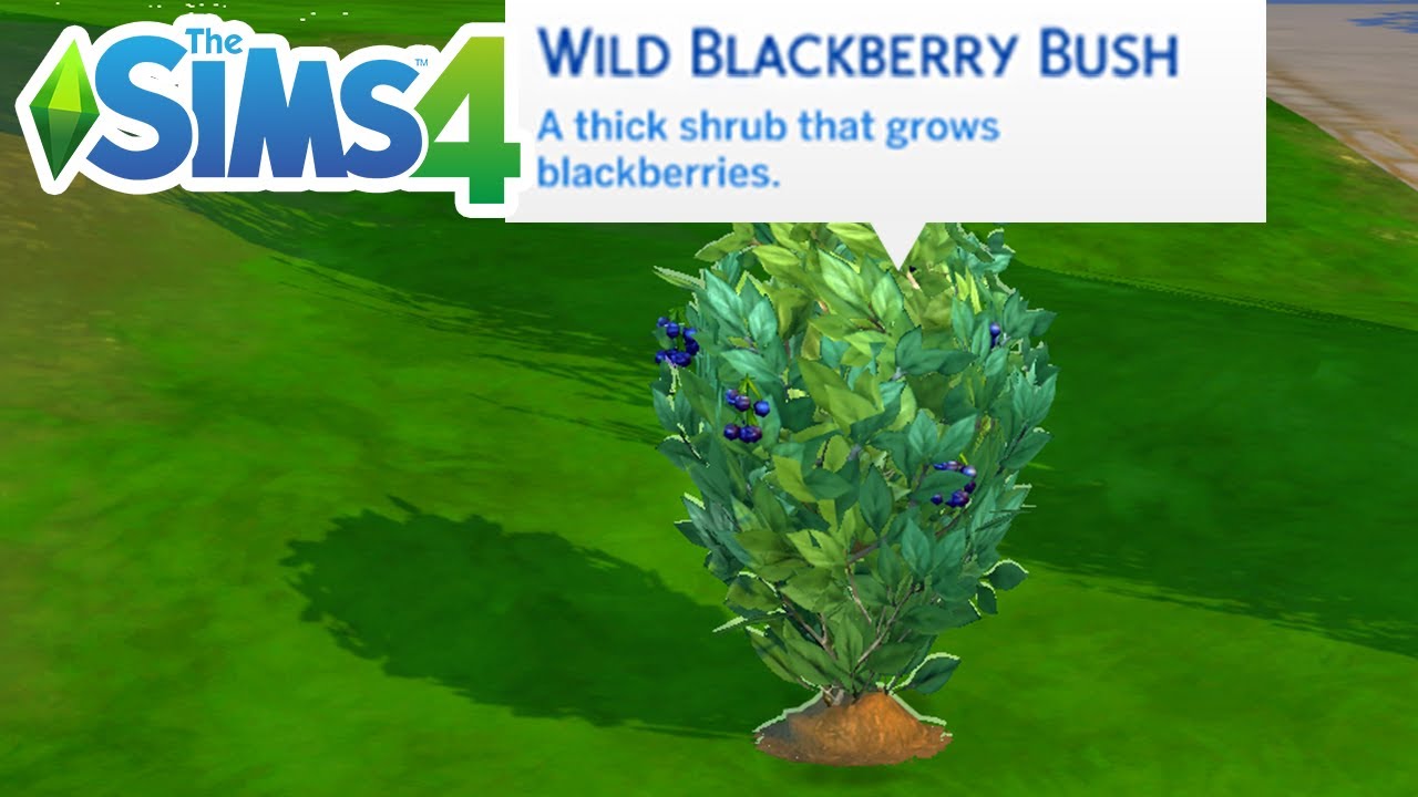 How To Find A Blackberry Bush (Location To Get Blackberries) - The Sims 4 - YouTube