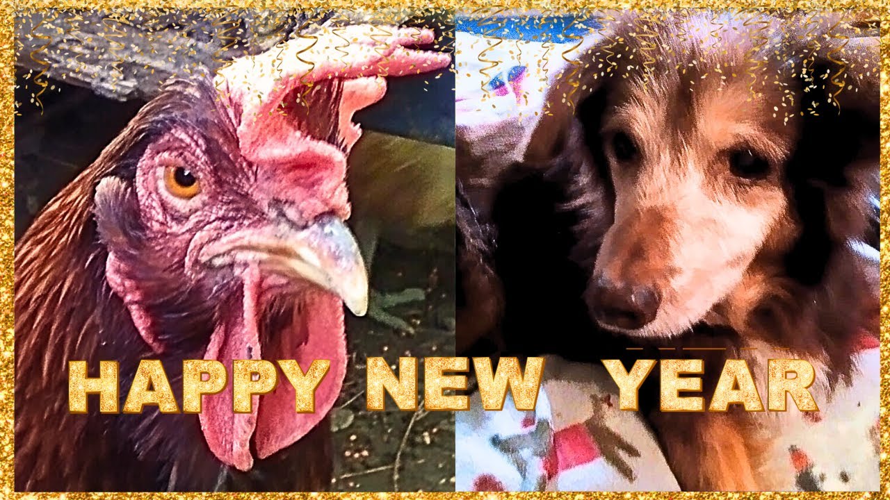 Sunshine Country Chickens New Year's Eve - Roosters Crowing - YouTube