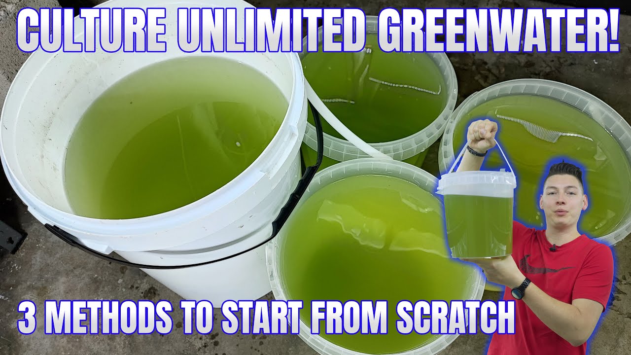 How to Culture Unlimited Green Water from Scratch! - YouTube