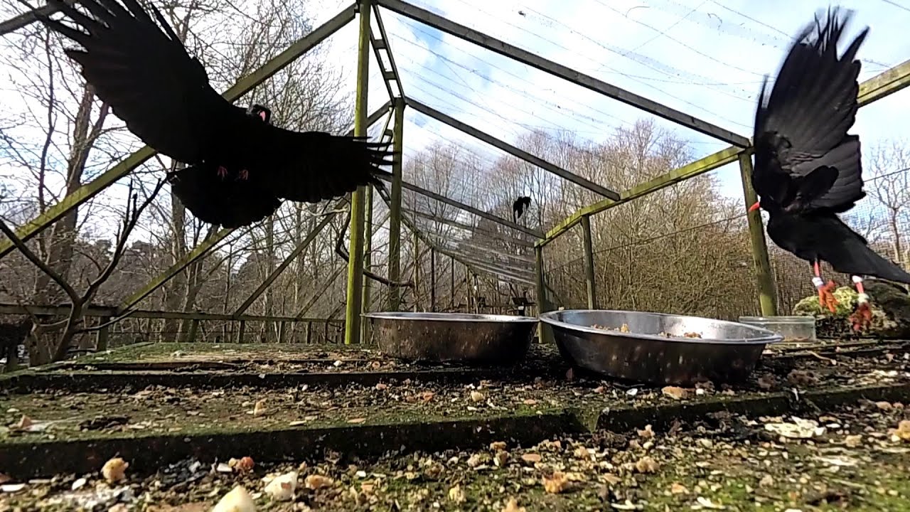 Red-billed chough flying at Wildwood Trust - YouTube
