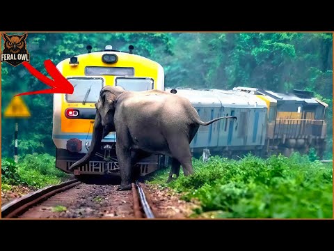 Tragic ! 40 Terrifying Moments When Animals Collide With Trains - You Wouldn't Believe if Not Filmed