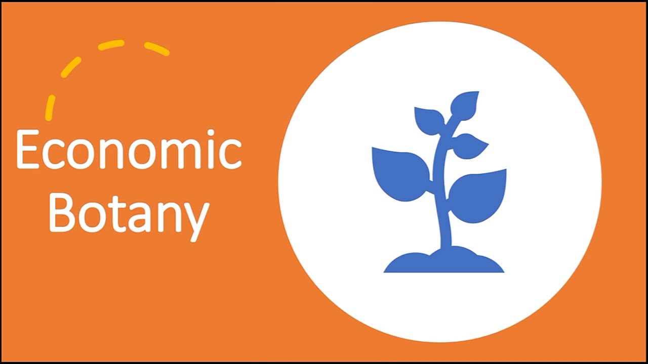 Economic Botany, Medicinal plant | BSc., NEET , PGT - YouTube