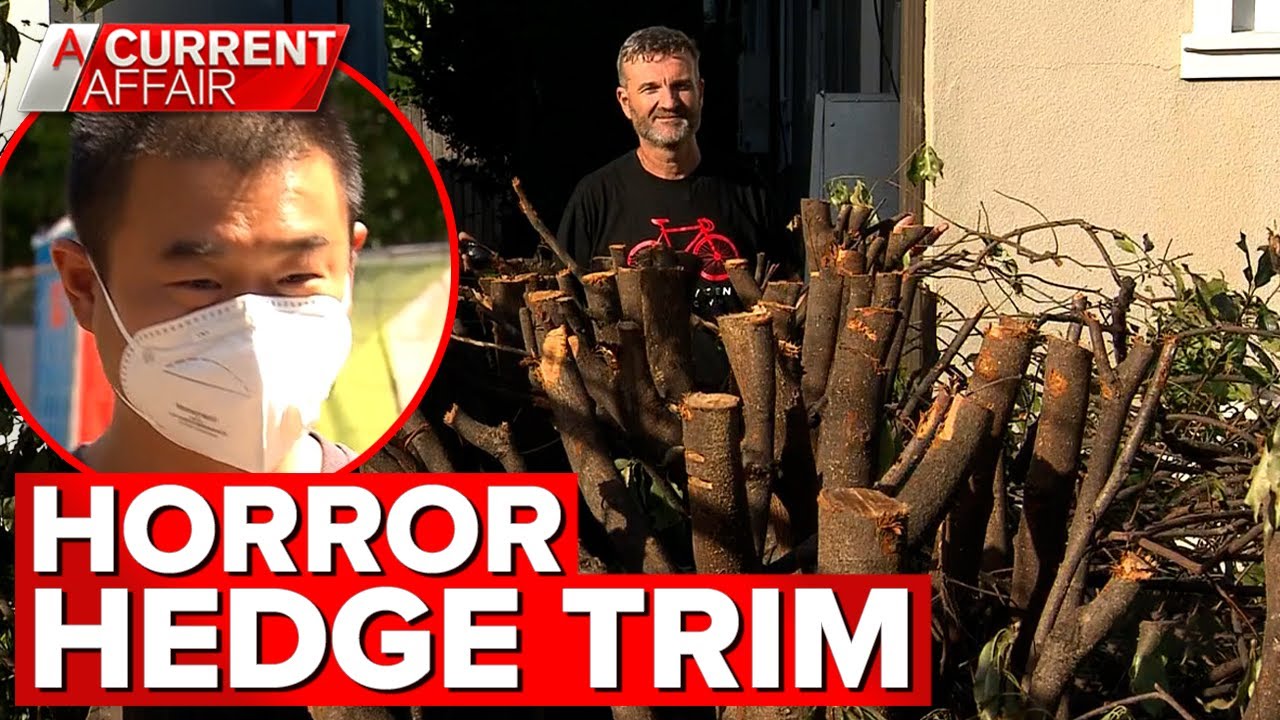 Homeowner’s horror hedge trim leads to dispute with neighbour | A ...