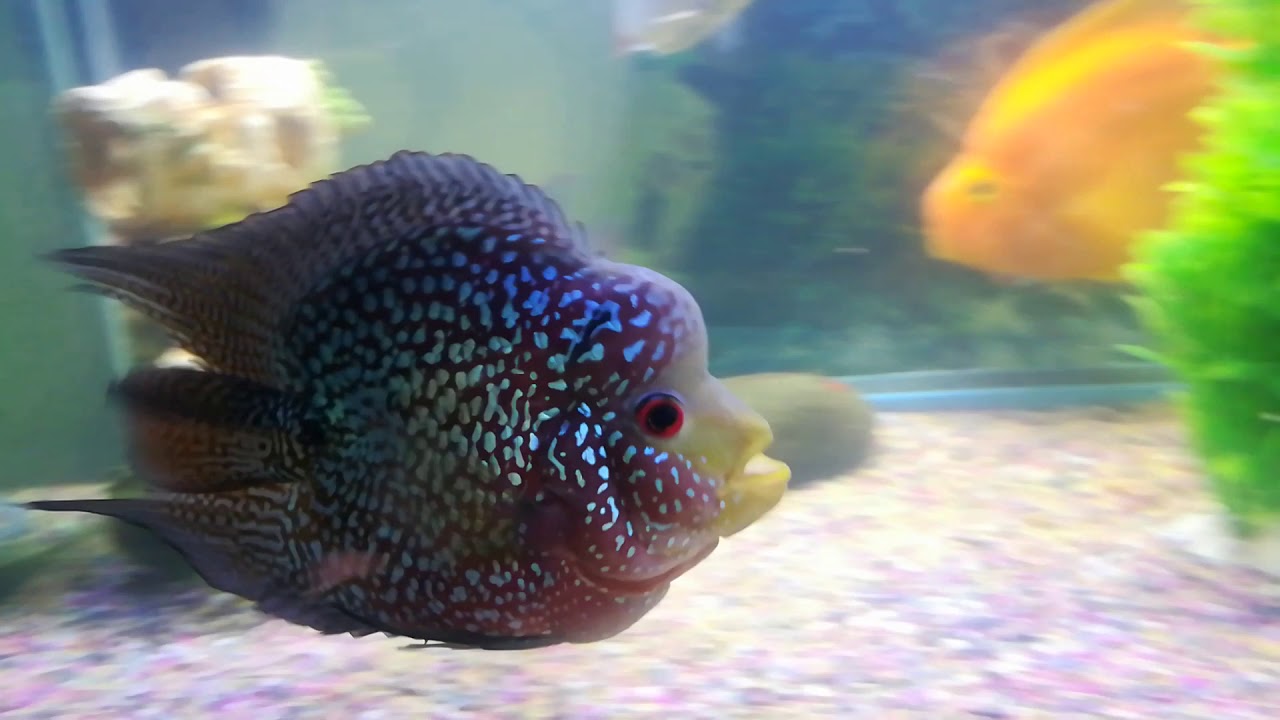 Flowerhorn, parrot fish, arowana. - YouTube