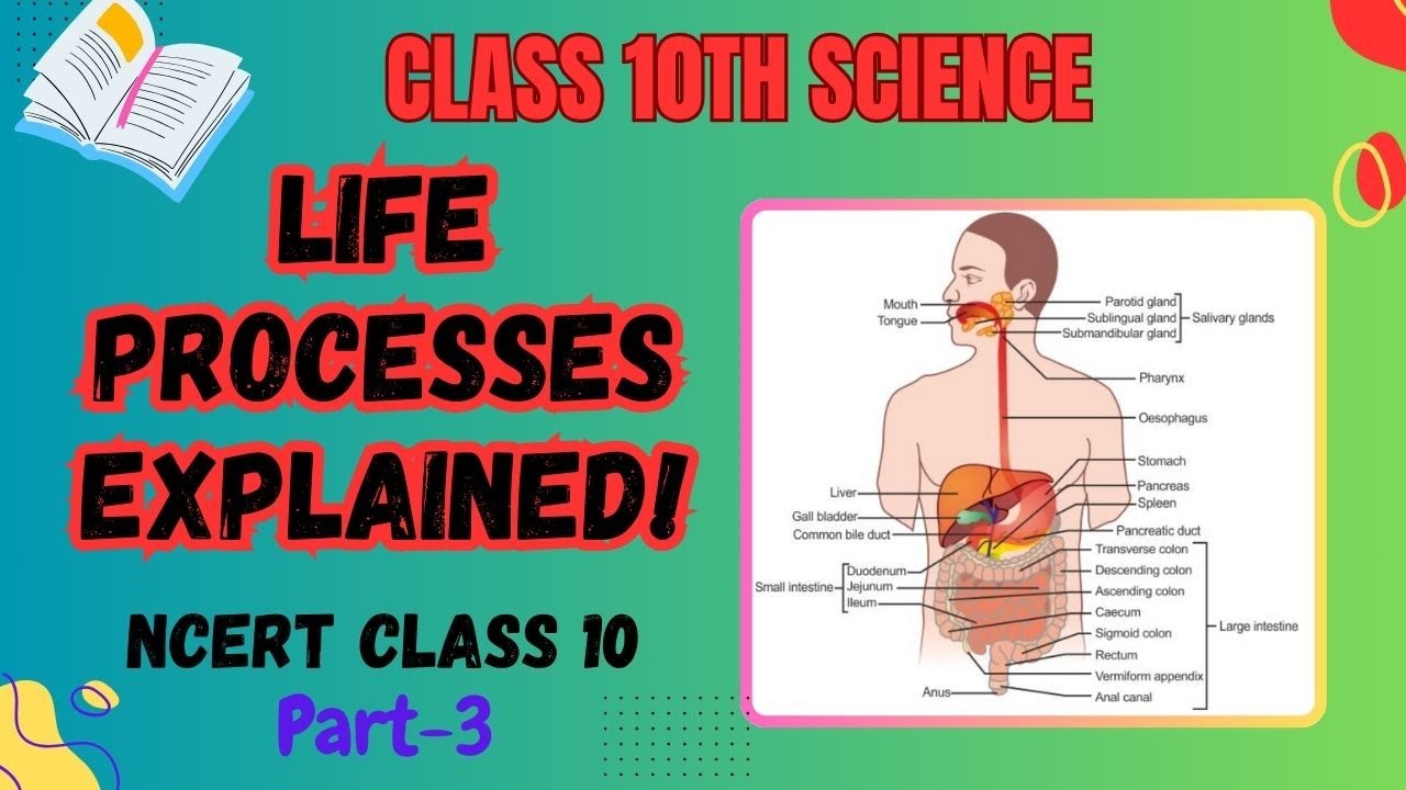 🔬 Life Processes - Part 3 | Class 10 Science | NCERT आसान भाषा में ...