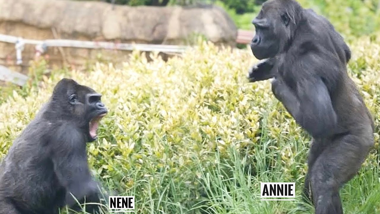 Silverback Gorilla Favors Daughter Over Son | The Shabani Group - YouTube