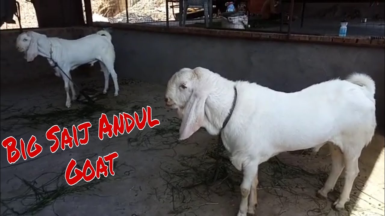 Sojat Qavality male goat /Sojat Big Saij Andul Goat /biggest andul Goat ...