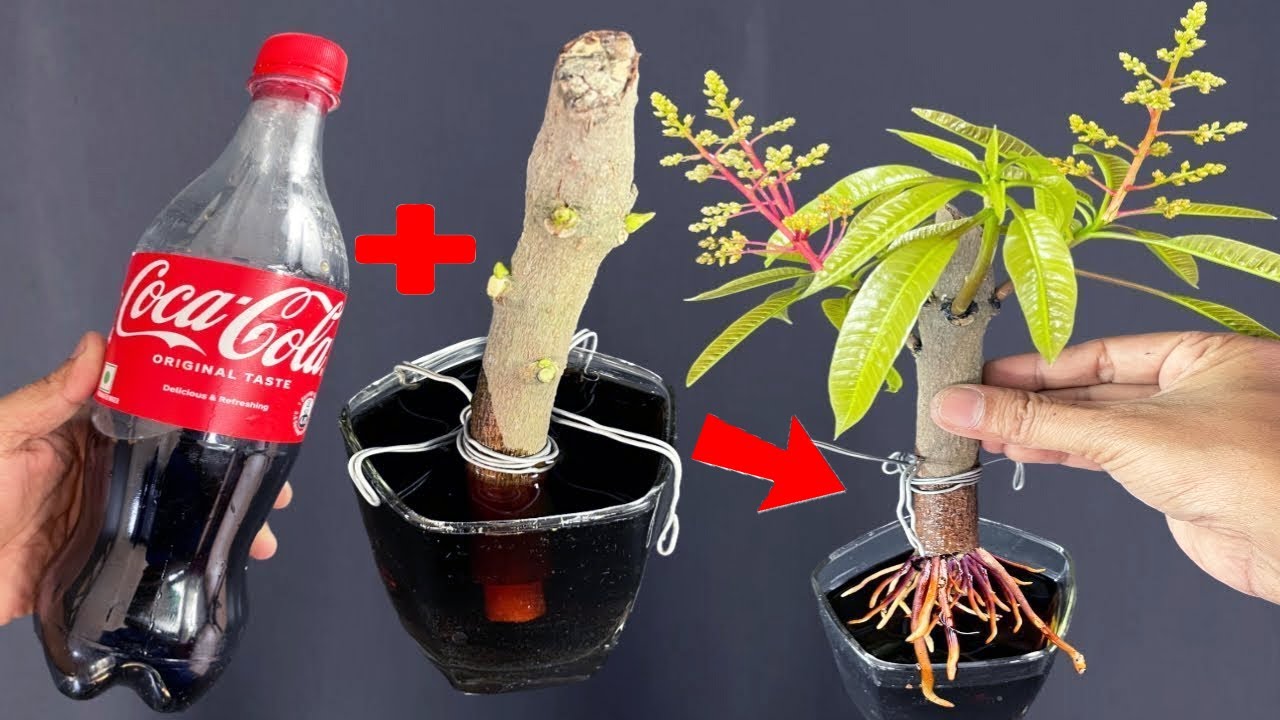How to Propagate Mango Trees with Aloe Vera and Coca Cola 100% Success ...