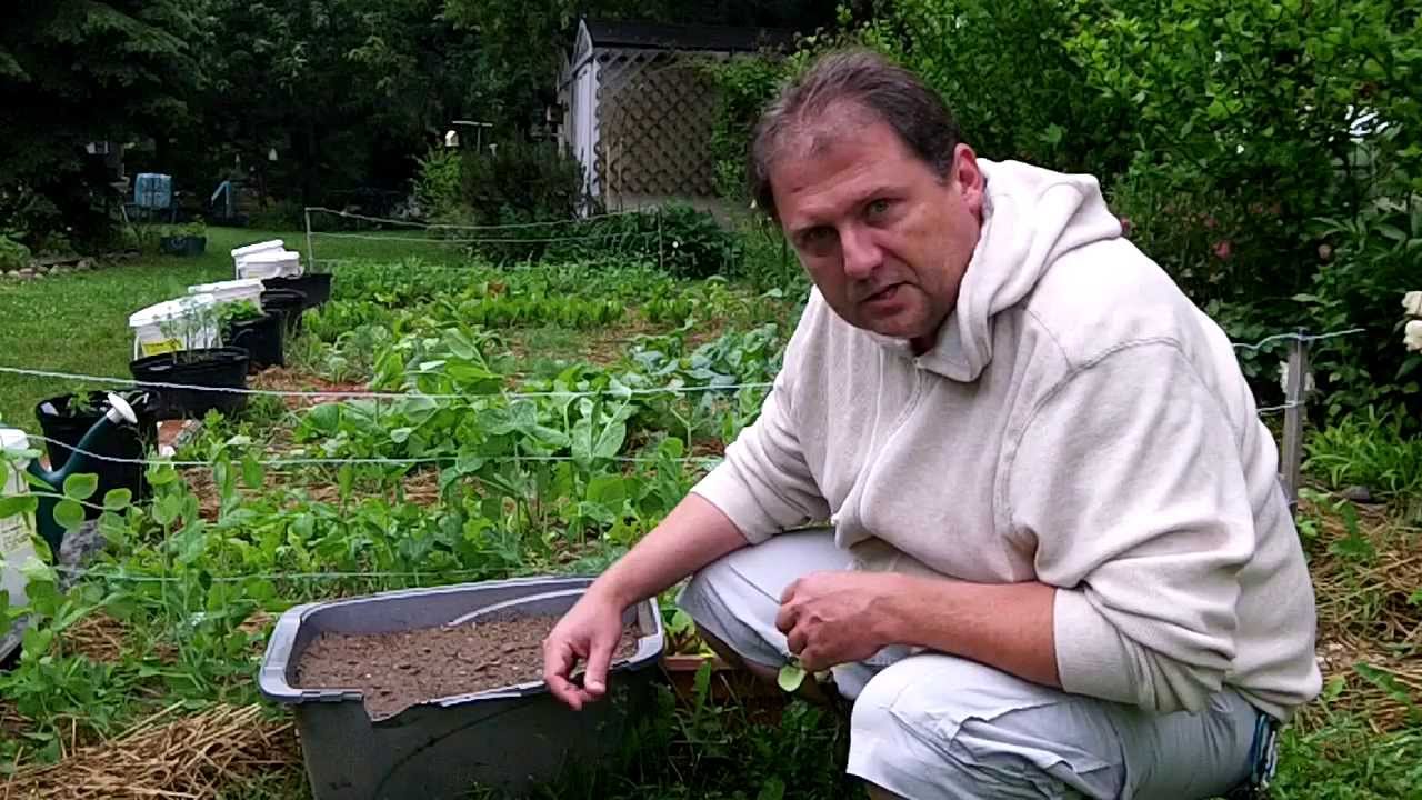 Container Gardening Hugelkultur Bed Cucumbers Herbs Nettles And ...