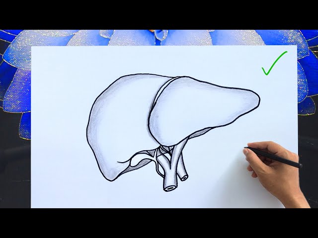 How to Draw a Human Liver | Easy Anatomy Diagram with Labels | Human ...