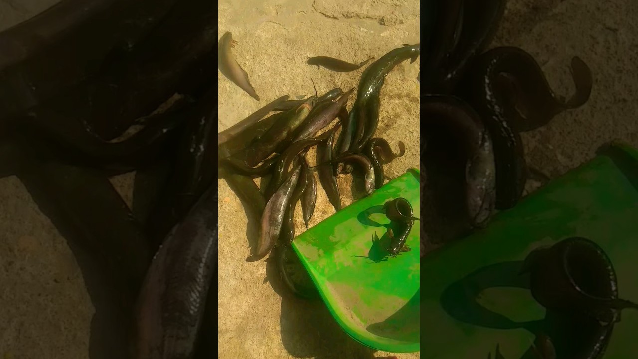 singhi machli#shortvideo # - YouTube