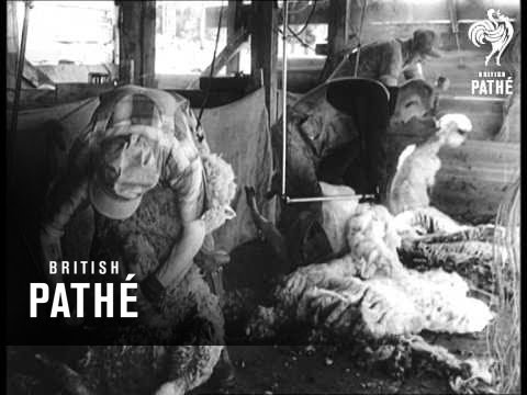 Sheep Cast Clouts (1960) - YouTube