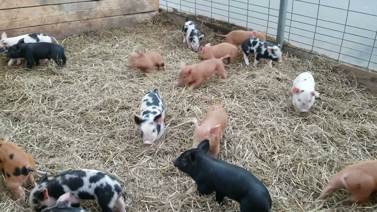 Piglets 2021 Running Around! - YouTube