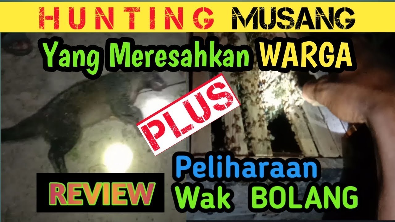 Hunting Musang yang meresahkan warga - YouTube