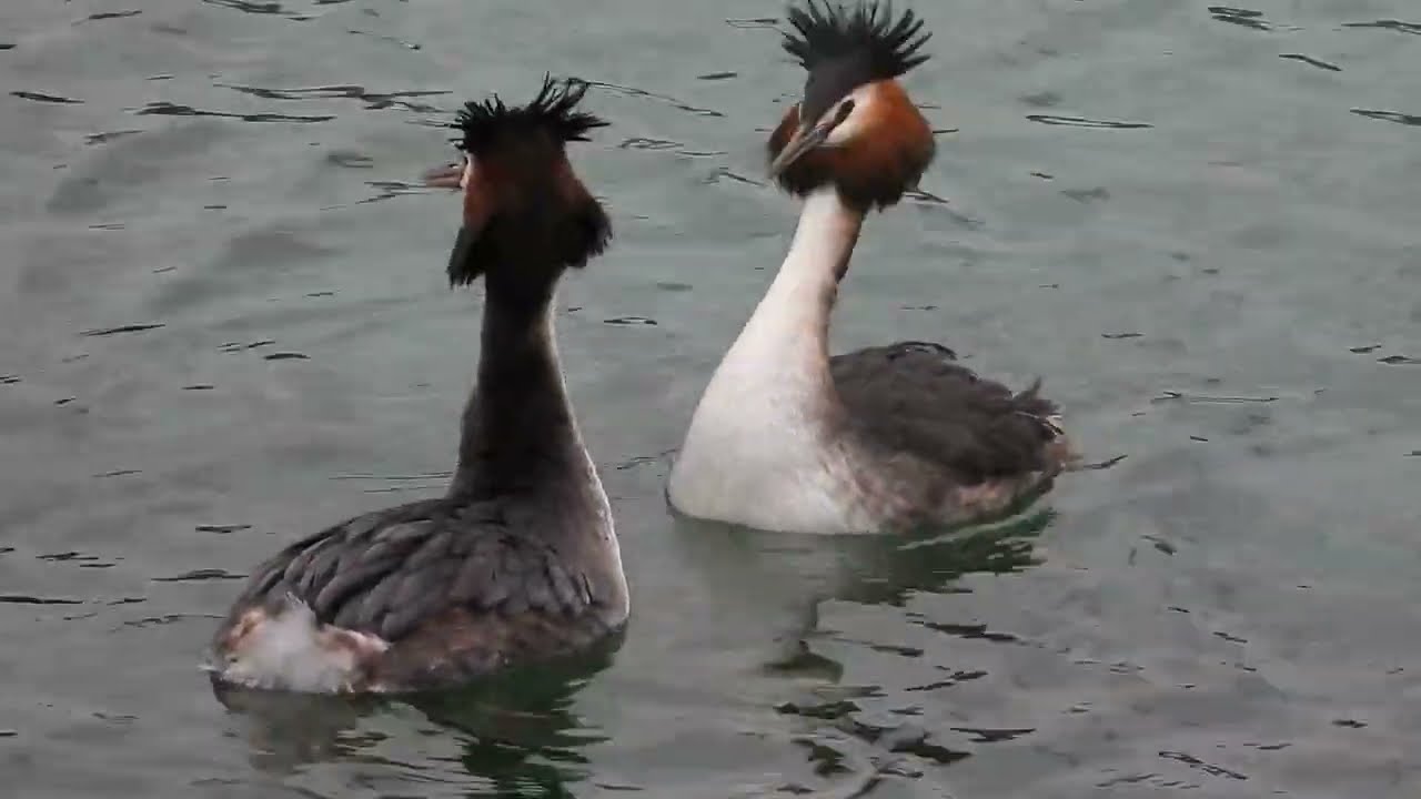Great Crested Grebe's Amazing 'Weed Dance' - YouTube