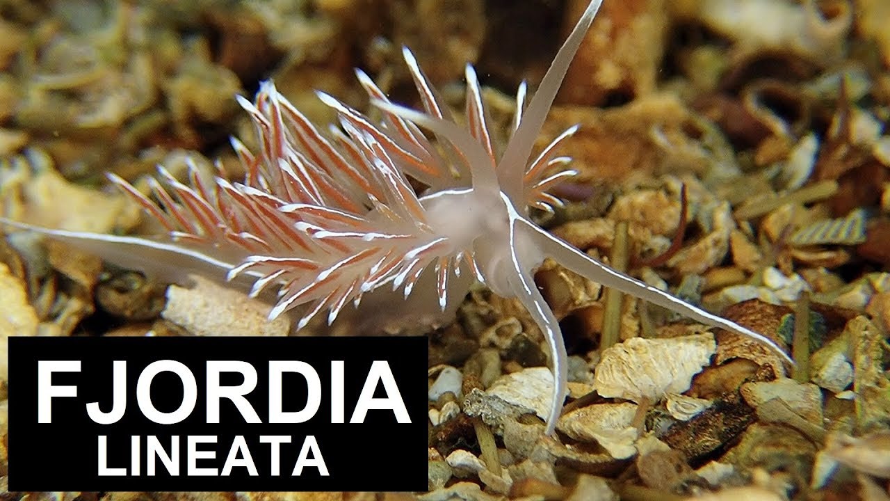 CORYPHELLA / FJORDIA LINEATA (Lovén, 1846) / A simple moment in the ...