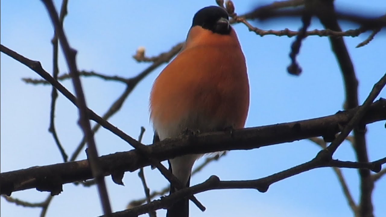 MOSCOW BIRDS. LONG-TAILED TIT. BULLFINCH. ПРИРОДА МОСКВЫ. СНЕГИРЬ ...
