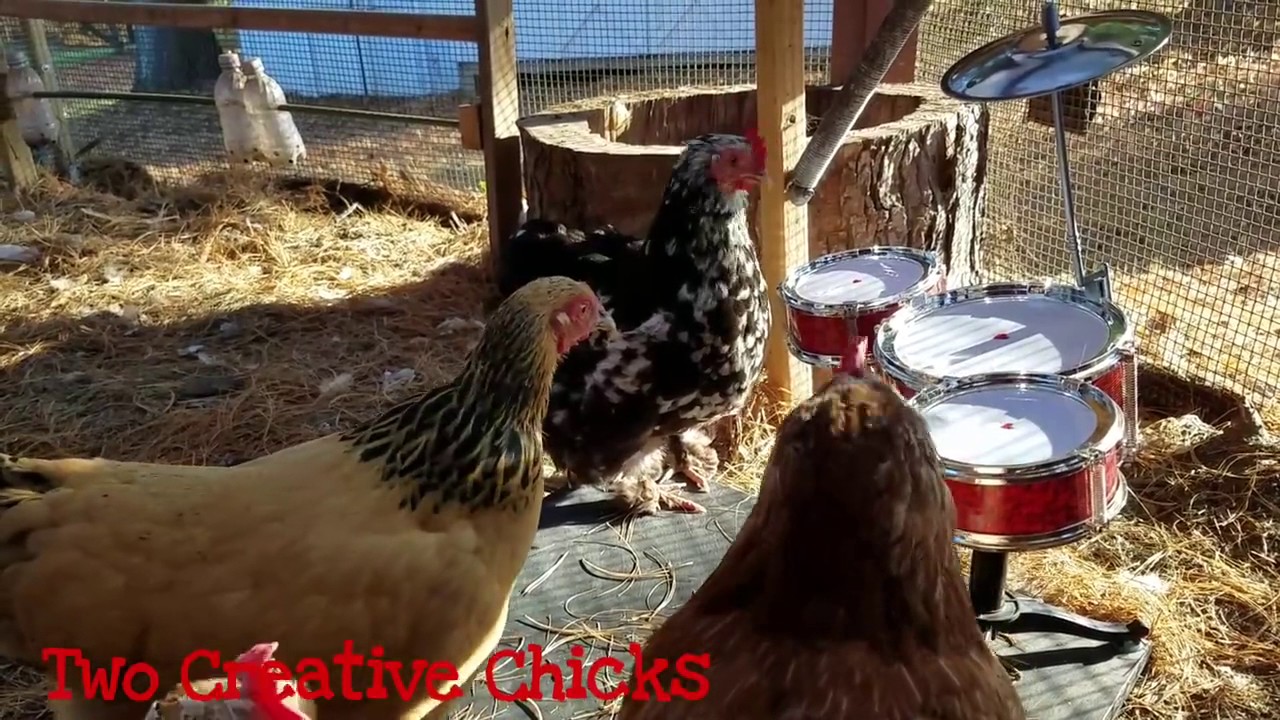 Chickens play drums - YouTube