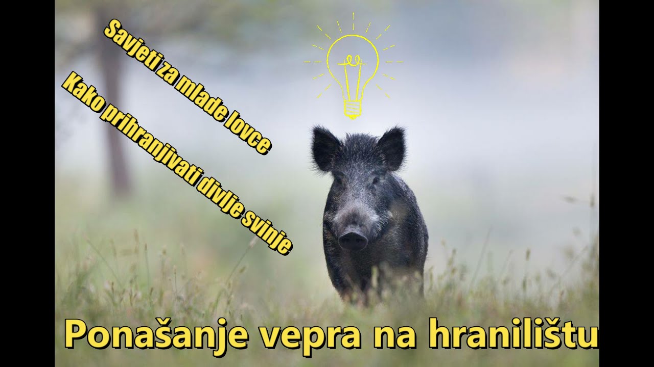 Vepar na hranilištu. Ponašanje divljeg vepra na hranilištu. Lov na ...