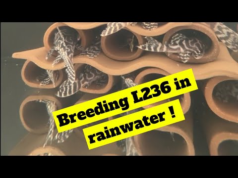 BREEDING L236 IN RAIN WATER + BREEDING FISH ROOM UPDATE ! - YouTube