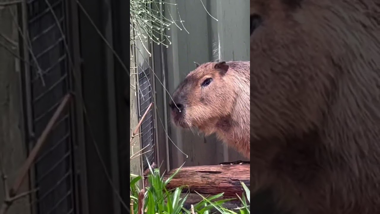 I found a capybara at Adelaide zoo! - YouTube