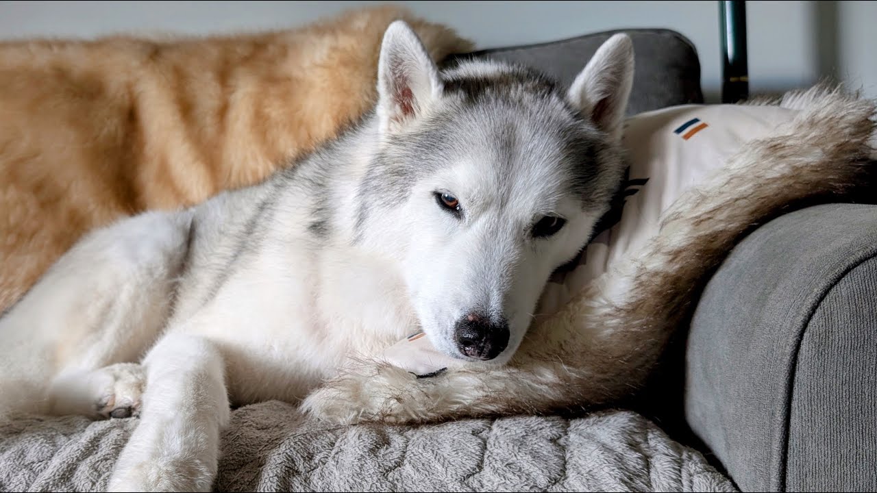 My Husky Memphis Goes Back to the Vet. Time for more tests - YouTube