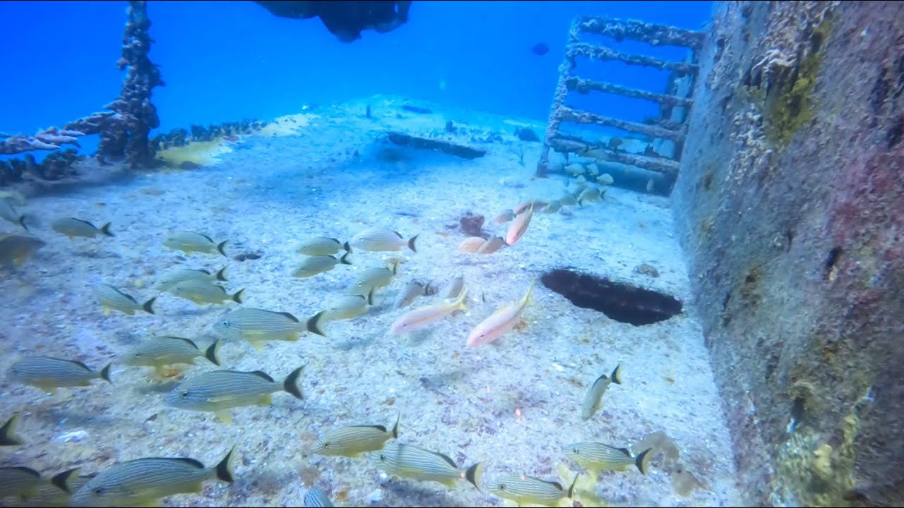 Plongée à Sint-Maarten (Saint-Martin) — Partie 3 - YouTube