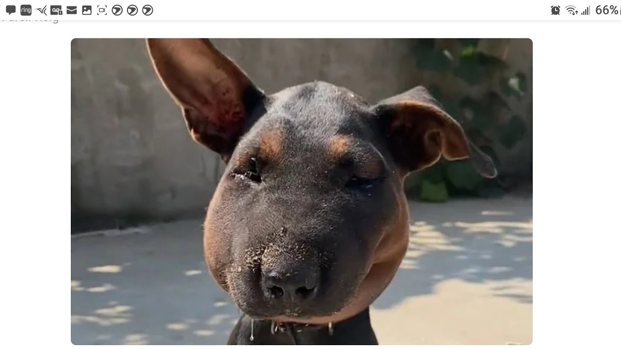 😁😂 Dog's face BALLOONS and is left looking like Snoopy after snake ...