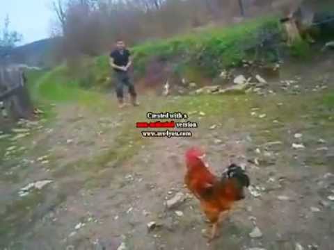 Dünyanın en vahşi Horozu kinali