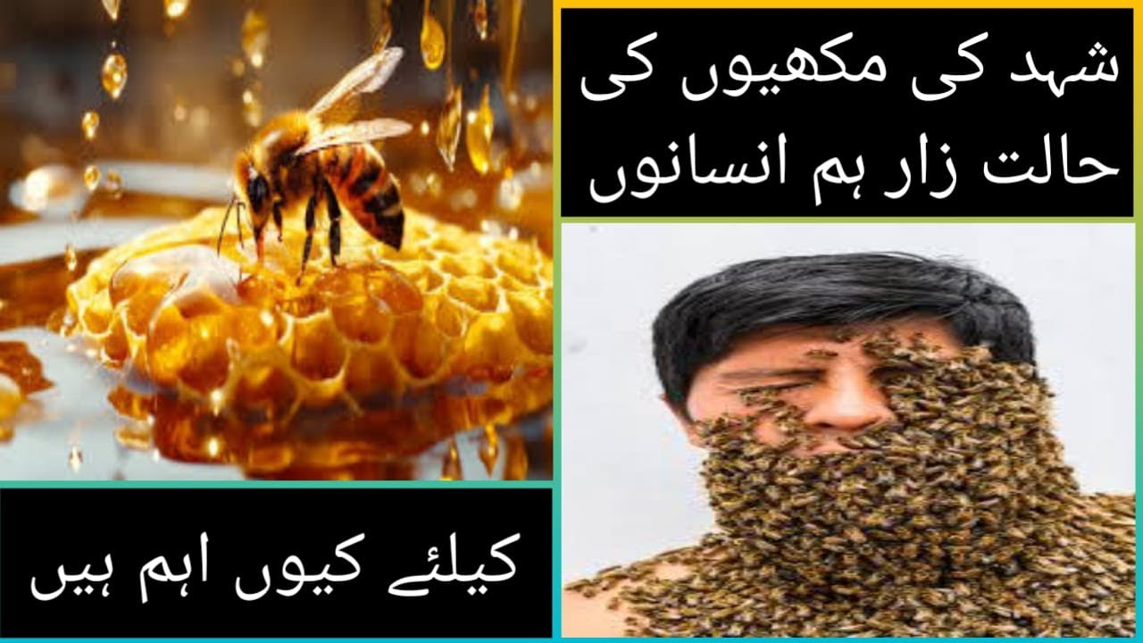 Why is the plight of bees important to us humans ? Urdu | Hindi - YouTube