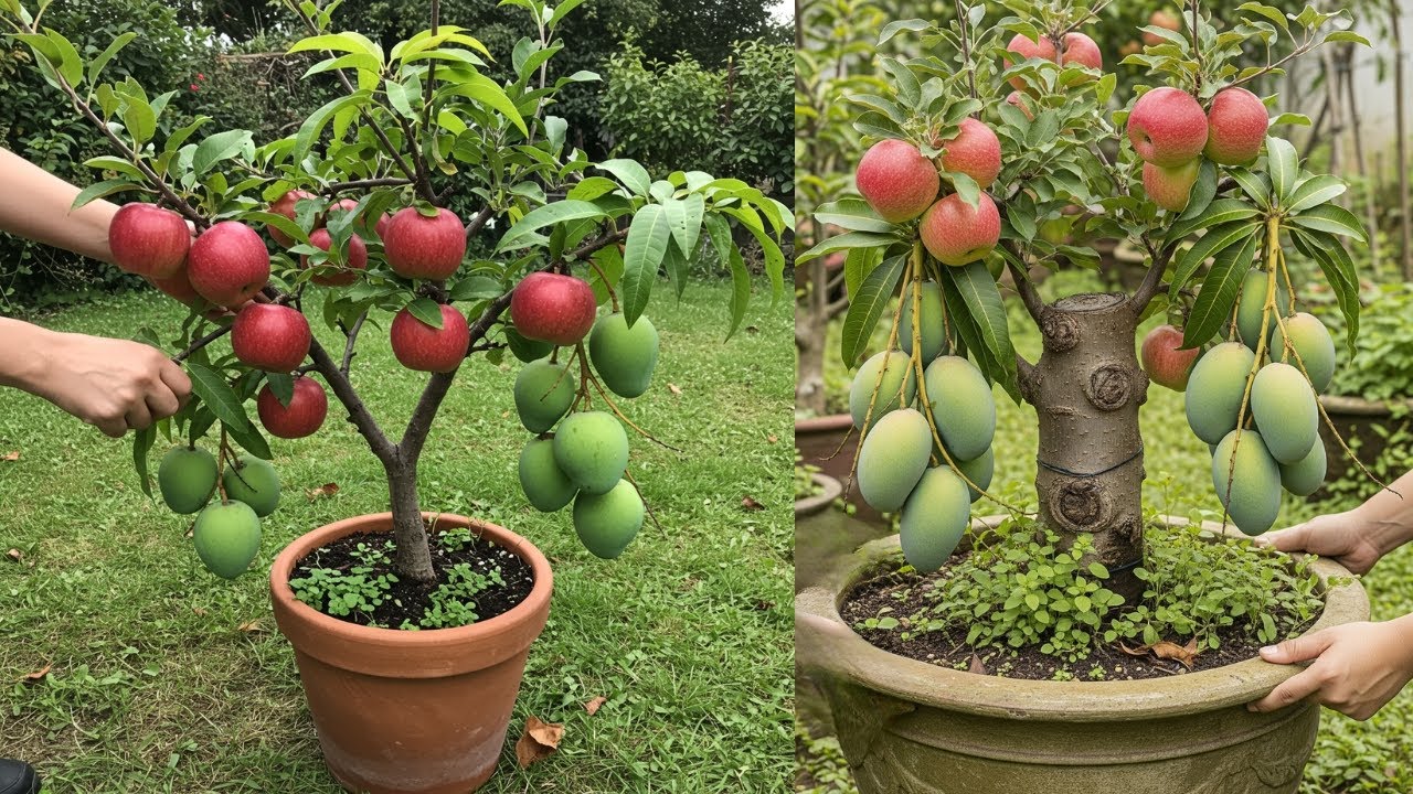 Mango Tree Grows 100% Faster with Apple Trick - YouTube