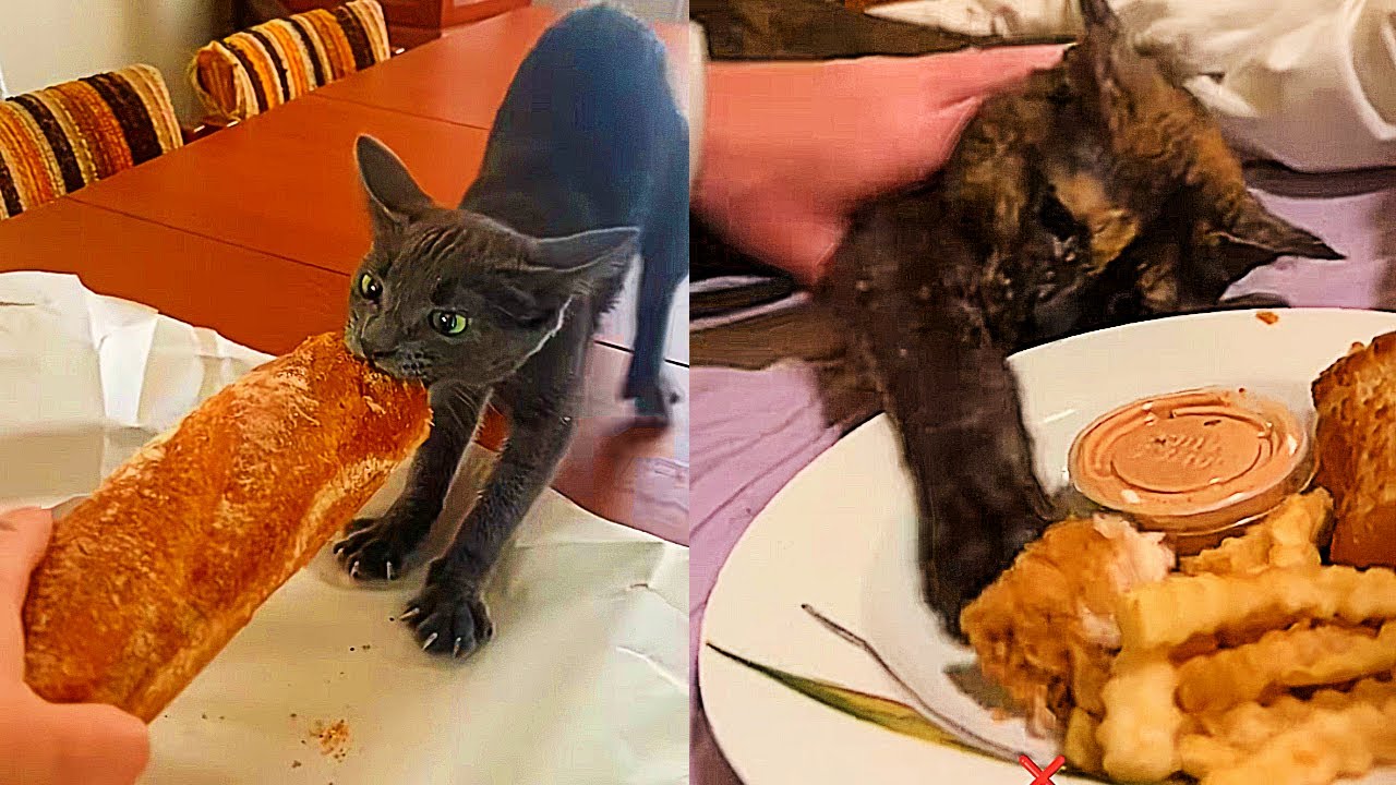 MOST FUNNY Animals Of The YEAR 😂 Try Not To Laugh Compilation - YouTube