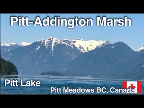 Pitt-Addington Marsh | Pitt Lake | Pitt River | Pitt Meadows BC Canada ...