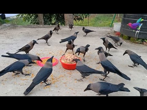 Crow Crying Continuously and Loudly |kaka sound and noises of crow ...
