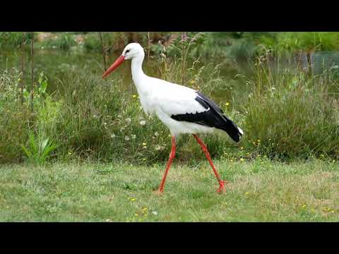 White Stork, Walking - YouTube