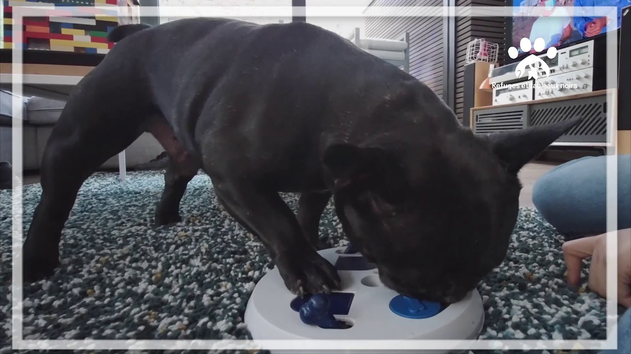 Activité intellectuelle : jeu de type puzzle (X5) - YouTube