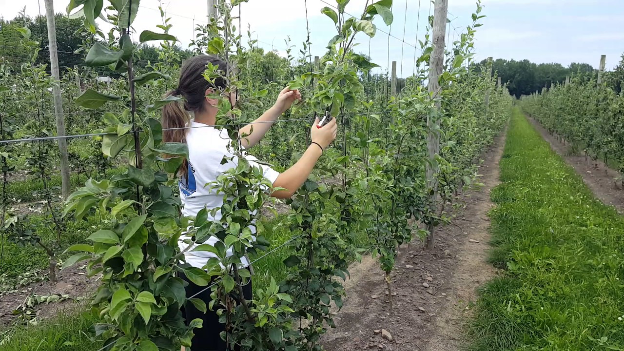 Trimming multi-leader trees 2017 - YouTube