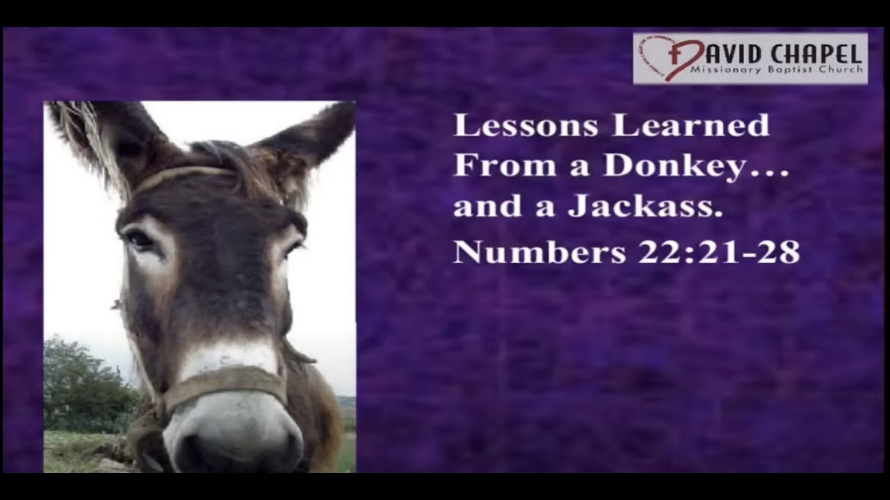 David Chapel Sermon - Lessons Learned From a Donkey - YouTube