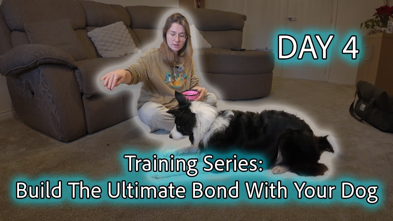 How To Train Your Dog To INSTANT DOWN (Emergency Down Command!) - YouTube
