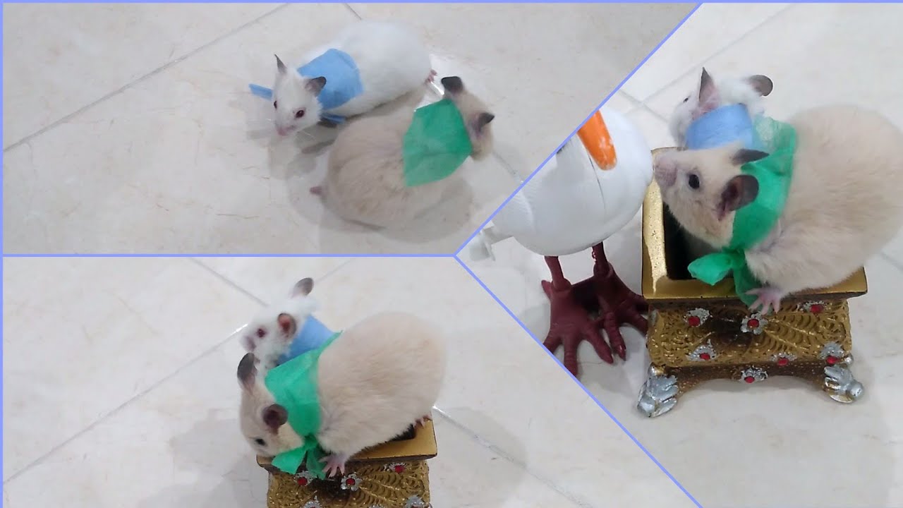 Beautiful hamster playing with his friend /그의 친구와 노는 아름다운 햄스터 - YouTube