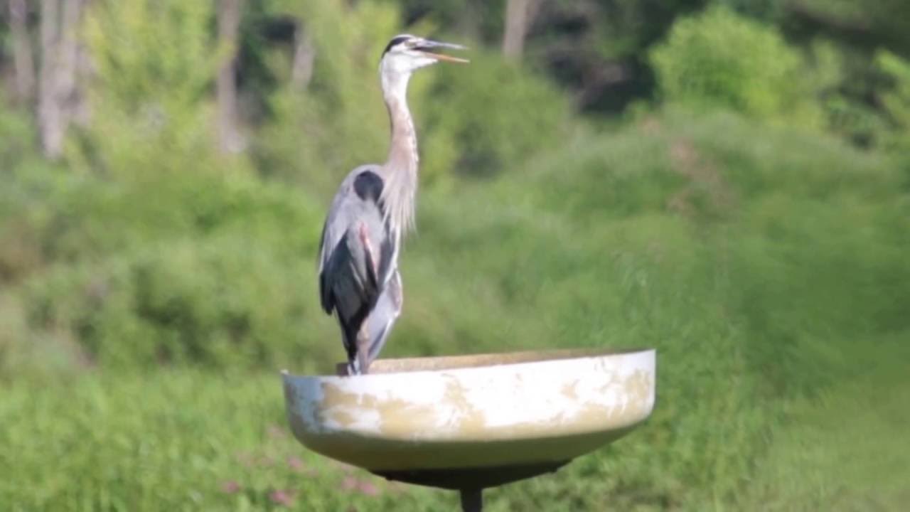 heron gular fluttering - YouTube