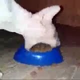 chomp #funny #memes #fyp - YouTube