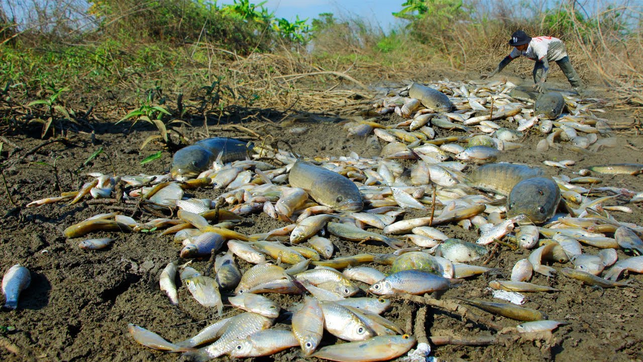 Wow Best video fishing !! found too many fish at river dry water catch ...
