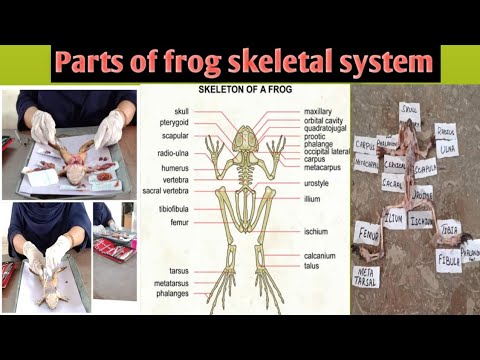 Parts of the frog skeletal system.#parts#frog#skeletalsystem ...