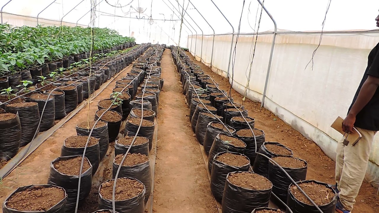 Capsicum growing in the small greenhouse at Amarembo Lakeside Farm ...