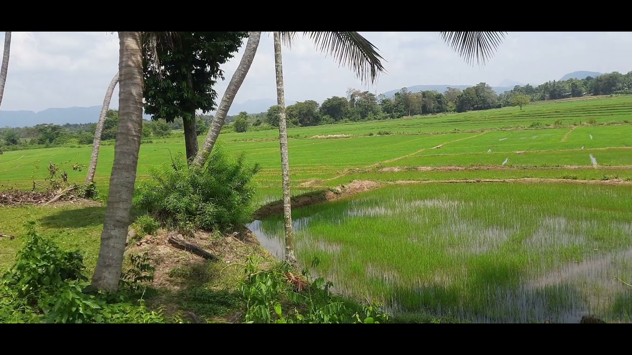 paddy cultivation ,2021, Ampara District, TOP FUN. TV. Sri lanka - YouTube
