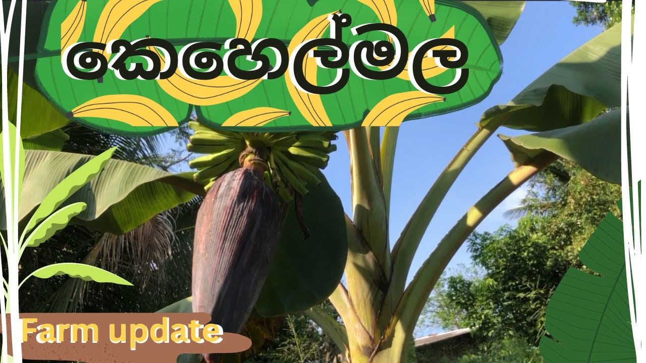 ගොවිපලේ ඉරිදාවක් | A Sunday at the Farm | Kumu's Farm | Sri Lanka - YouTube